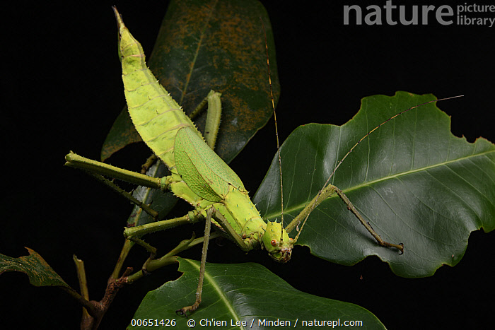 Stock photo of Malayan Jungle Nymph (Heteropteryx dilatata) female ...