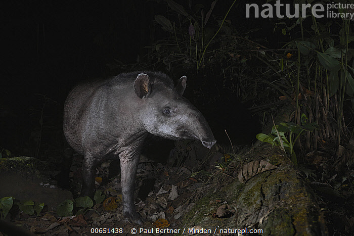 Stock photo of Brazilian Tapir (Tapirus terrestris) at night, Tambopata ...