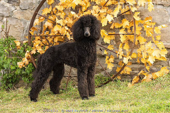 Stock photo of Poodle (Canis familiaris), North America. Available for ...