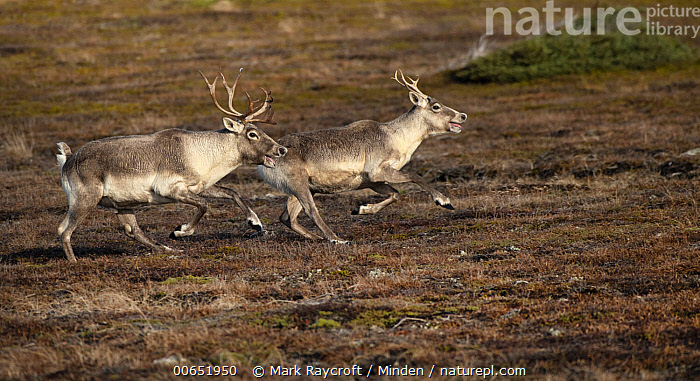 Stock photo of Caribou (Rangifer tarandus) males running, North America ...