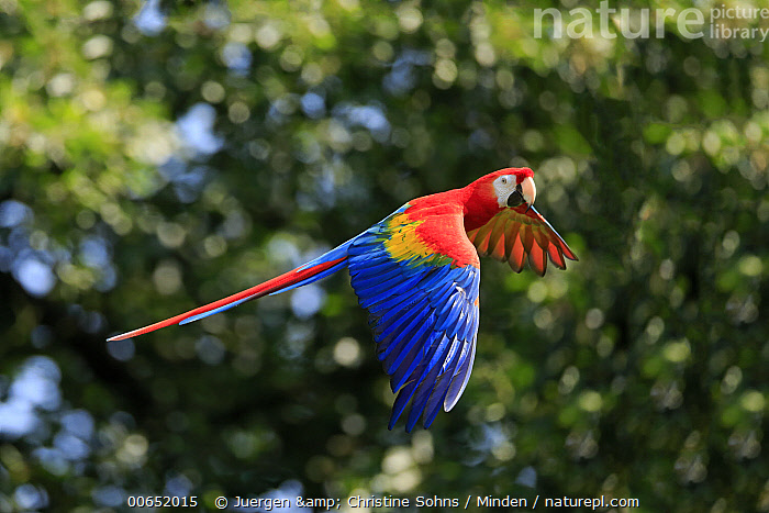 Stock photo of Scarlet Macaw (Ara macao) flying, South America ...