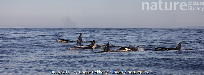 Stock photo of Orca (Orcinus orca) pod surfacing, Monterey Bay ...
