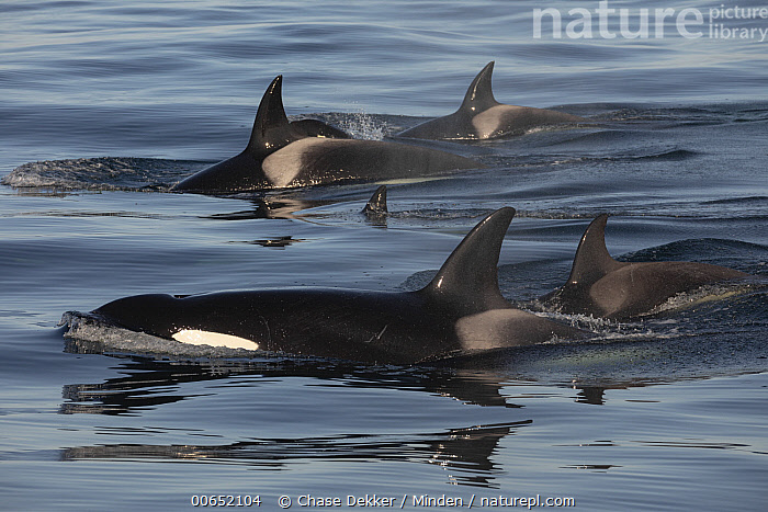 Stock photo of Orca (Orcinus orca) pod surfacing, Monterey Bay ...