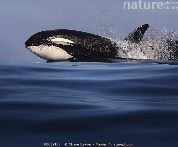 Stock photo of Orca (Orcinus orca) female porpoising, Monterey Bay ...