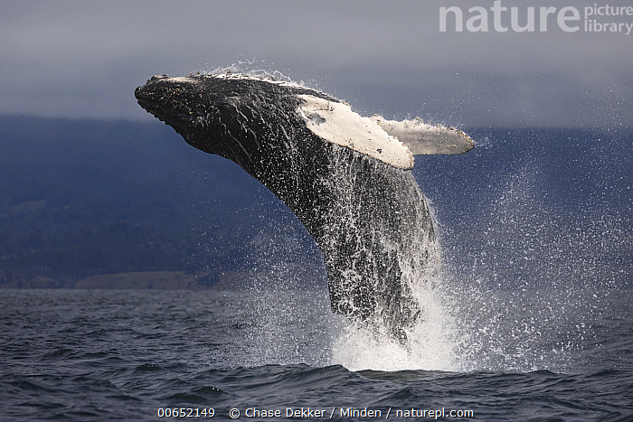 Stock photo of Humpback Whale (Megaptera novaeangliae) breaching ...