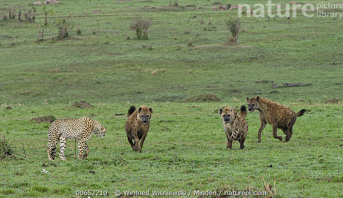 Stock photo of Spotted Hyena (Crocuta crocuta) trio chasing sub-adult ...