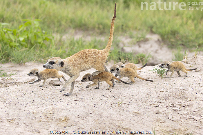 Stock photo of Meerkat (Suricata suricatta) mother and two-week-old ...
