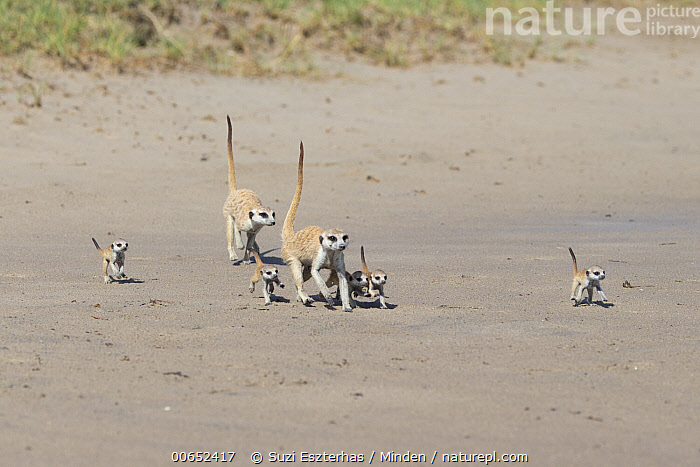 Stock photo of Meerkat (Suricata suricatta) pair running with two-week ...