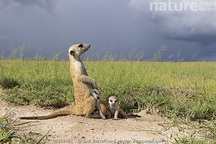 Stock photo of Meerkat (Suricata suricatta) mother and three-week-old ...