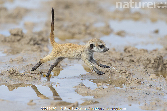 Stock photo of Meerkat (Suricata suricatta) three-week-old pup running ...
