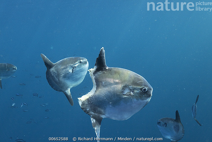 Stock photo of Ocean Sunfish (Mola mola) juvenile with shark bite wound ...