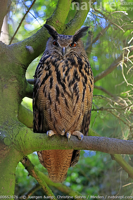 Stock photo of Eurasian Eagle-Owl (Bubo bubo), Slovakia. Available for ...