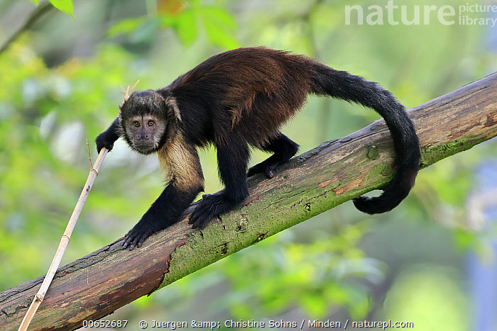 Stock photo of Yellow-breasted Capuchin (Cebus xanthosternos) using ...