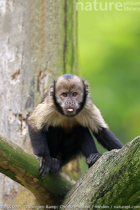 Stock photo of Yellow-breasted Capuchin (Cebus xanthosternos), native ...