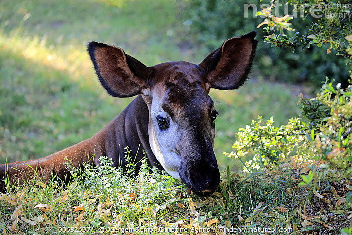 Stock photo of Okapi (Okapia johnstoni) feeding, native to Africa ...