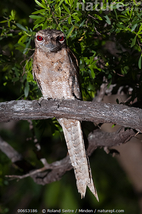 Stock photo of Papuan Frogmouth (Podargus papuensis) at night, Cape ...
