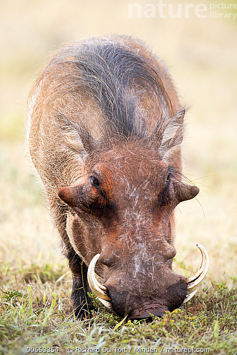 Stock photo of Warthog (Phacochoerus africanus) grazing, Addo National ...