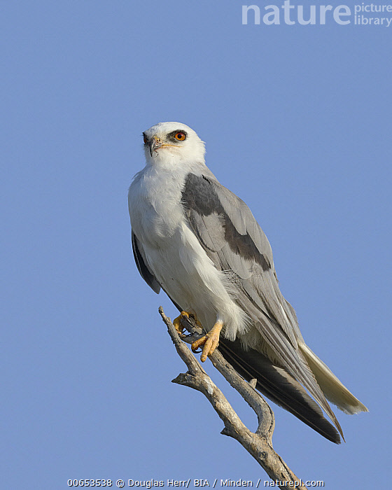 Stock photo of White-tailed Kite (Elanus leucurus), California ...