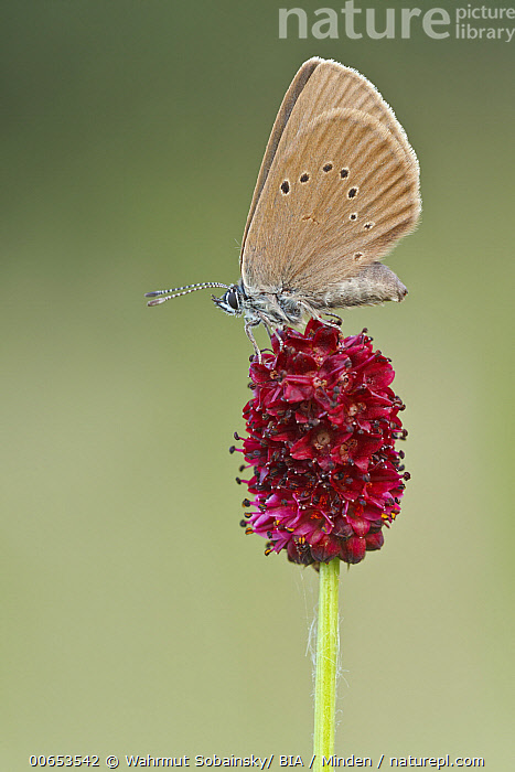 Stock photo of Dusky Large Blue Butterfly (Maculinea nausithous) on ...