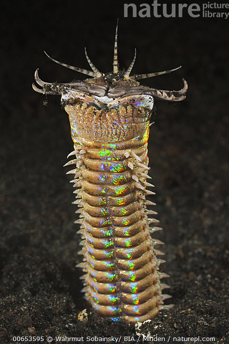 Stock photo of Bobbit Worm (Eunice aphroditois) emerging from burrow ...