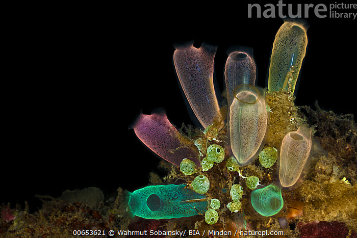 Stock photo of Tunicate (Atriolum robustum) group, Lembeh, Indonesia ...