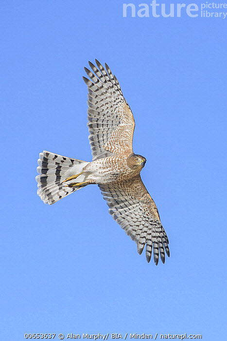 Stock photo of Cooper's Hawk (Accipiter cooperii) flying, Texas ...