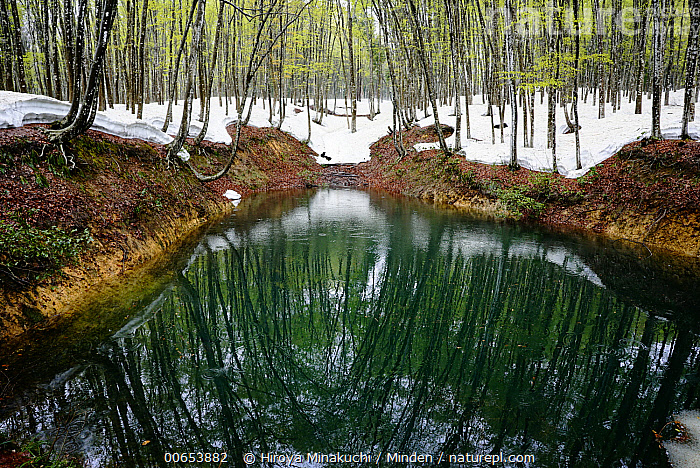Stock photo of Japanese Beech (Fagus crenata) forest in early spring ...