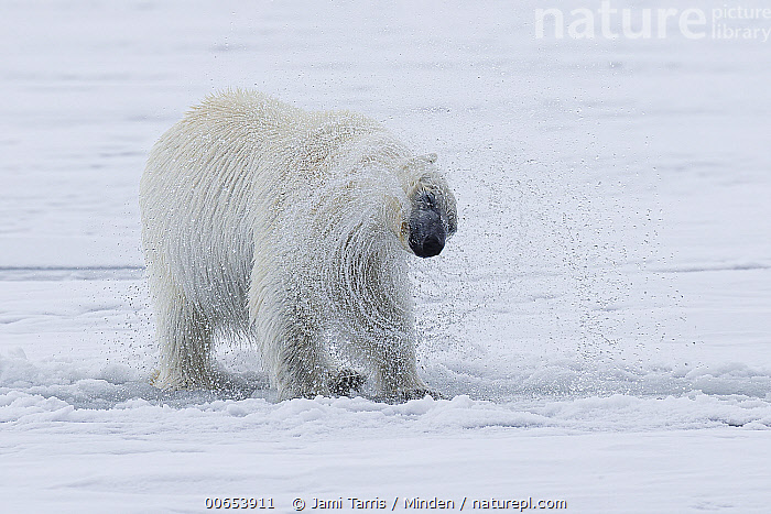 Stock photo of Polar Bear (Ursus maritimus) shaking off water, Svalbard ...