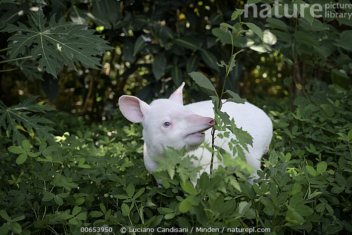 Stock photo of Brazilian Tapir (Tapirus terrestris) albino calf ...