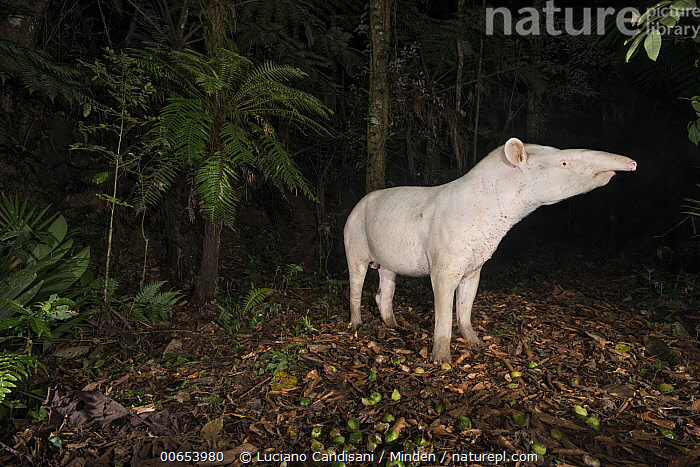 Stock photo of Brazilian Tapir (Tapirus terrestris) albino at night ...