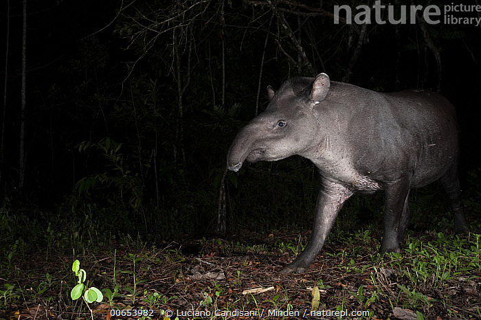 Stock photo of Brazilian Tapir (Tapirus terrestris) at night, Atlantic ...