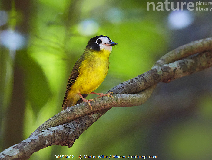 Stock photo of White-faced Robin (Tregellasia leucops), Kutini-Payamu ...