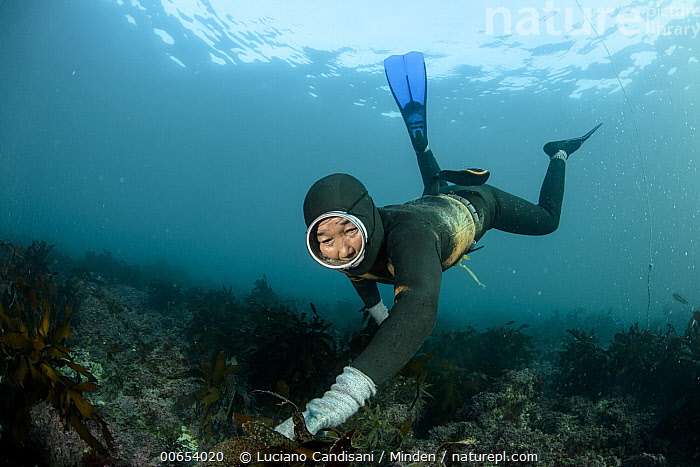 Stock photo of Haenyeo, a traditional fishing diver, diving, Jeju ...