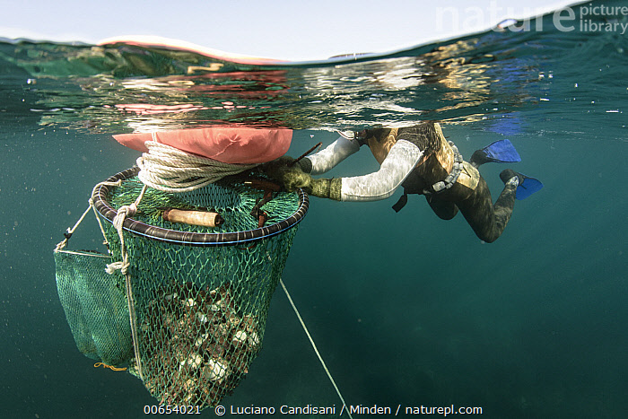 Stock photo of Haenyeo, a traditional fishing diver, with catch, Jeju ...