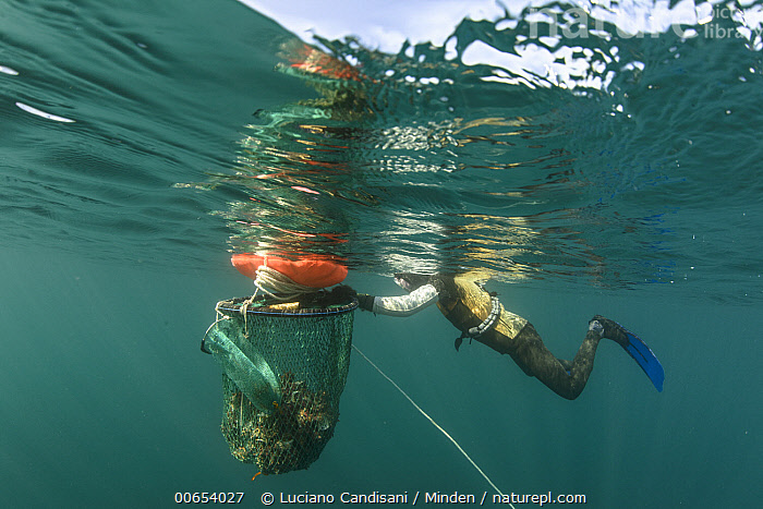 Stock photo of Haenyeo, a traditional fishing diver, with catch, Jeju ...