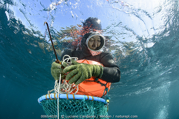 Stock photo of Haenyeo, a traditional fishing diver, Jeju Island, South ...