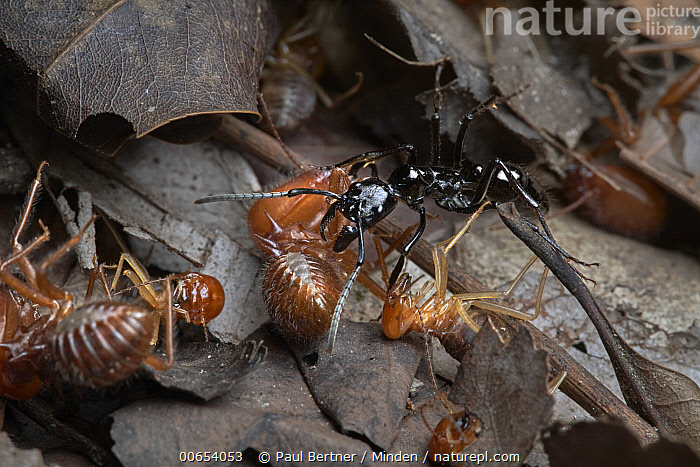 Stock photo of Ant (Neoponera sp) predating termites, Manu National ...