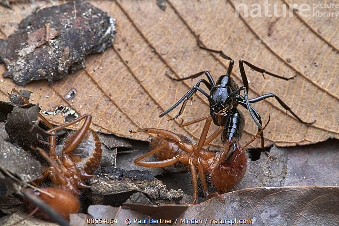 Stock photo of Ant (Neoponera sp) predating termites, Manu National ...