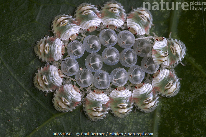 Stock photo of Stink Bug (Pentatomidae) nymphs gathering around eggs ...