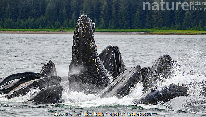 Stock photo of Humpback Whale (Megaptera novaeangliae) pod gulp feeding ...