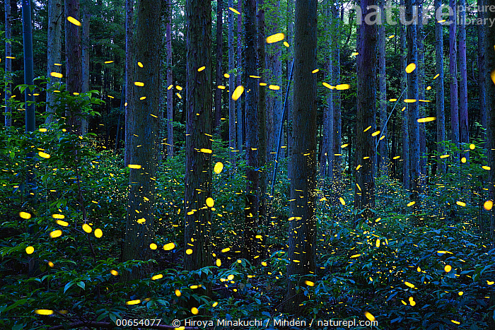 Stock photo of Japanese Firefly (Luciola parvula) group flying in ...