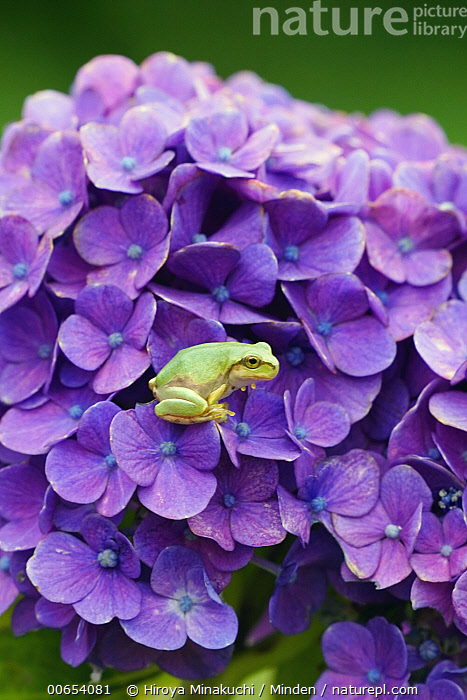 Stock photo of Japanese Tree Frog (Hyla japonica) on Hydrangea ...