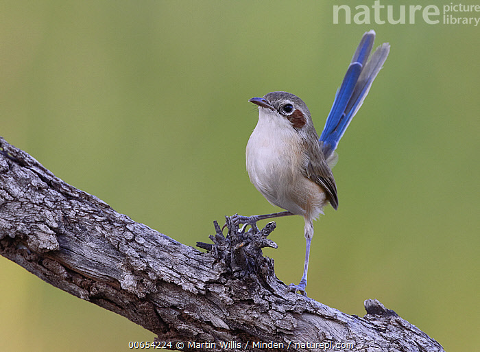 Stock photo of Purple-crowned Fairywren (Malurus coronatus) female ...