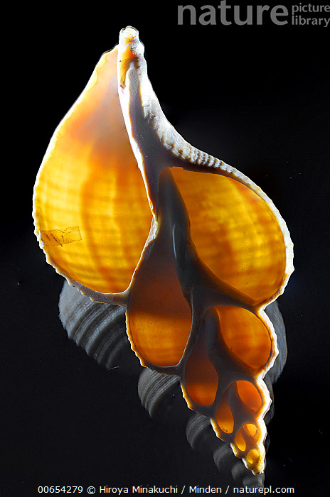 Stock photo of Shell cross-section showing chambers. Available for sale ...