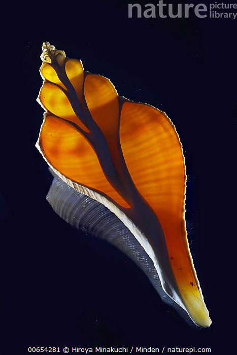 Stock photo of Chambered Nautilus (Nautilus pompilius) shell cross ...