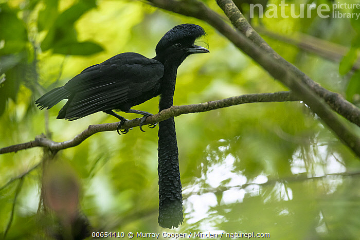 Stock photo of Long-wattled Umbrellabird (Cephalopterus penduliger ...