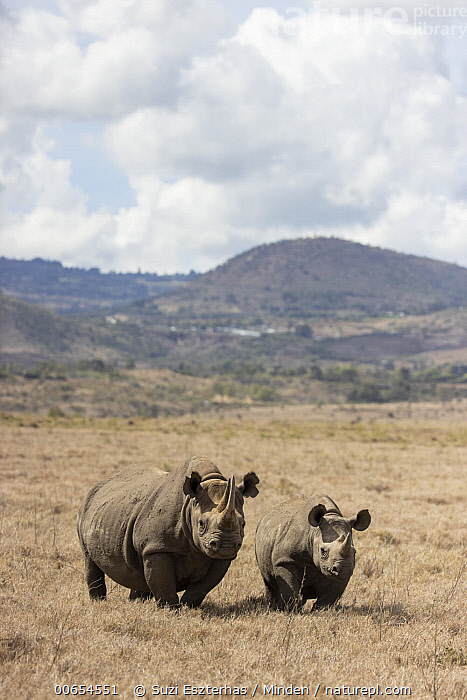 Stock photo of Black Rhinoceros (Diceros bicornis) mother and two-year ...