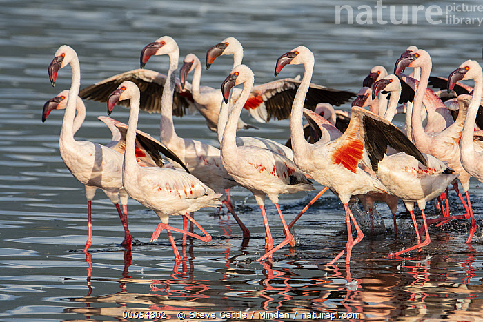 Stock photo of Lesser Flamingo (Phoenicopterus minor) flock taking ...