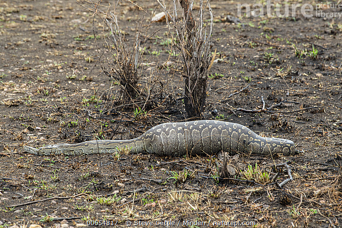 Stock photo of African Rock Python (Python sebae) with swallowed ...