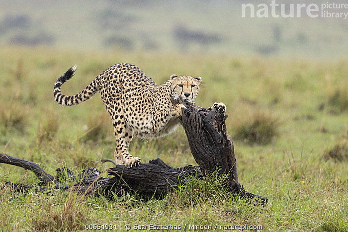 Stock photo of Cheetah (Acinonyx jubatus) female scratching tree trunk ...